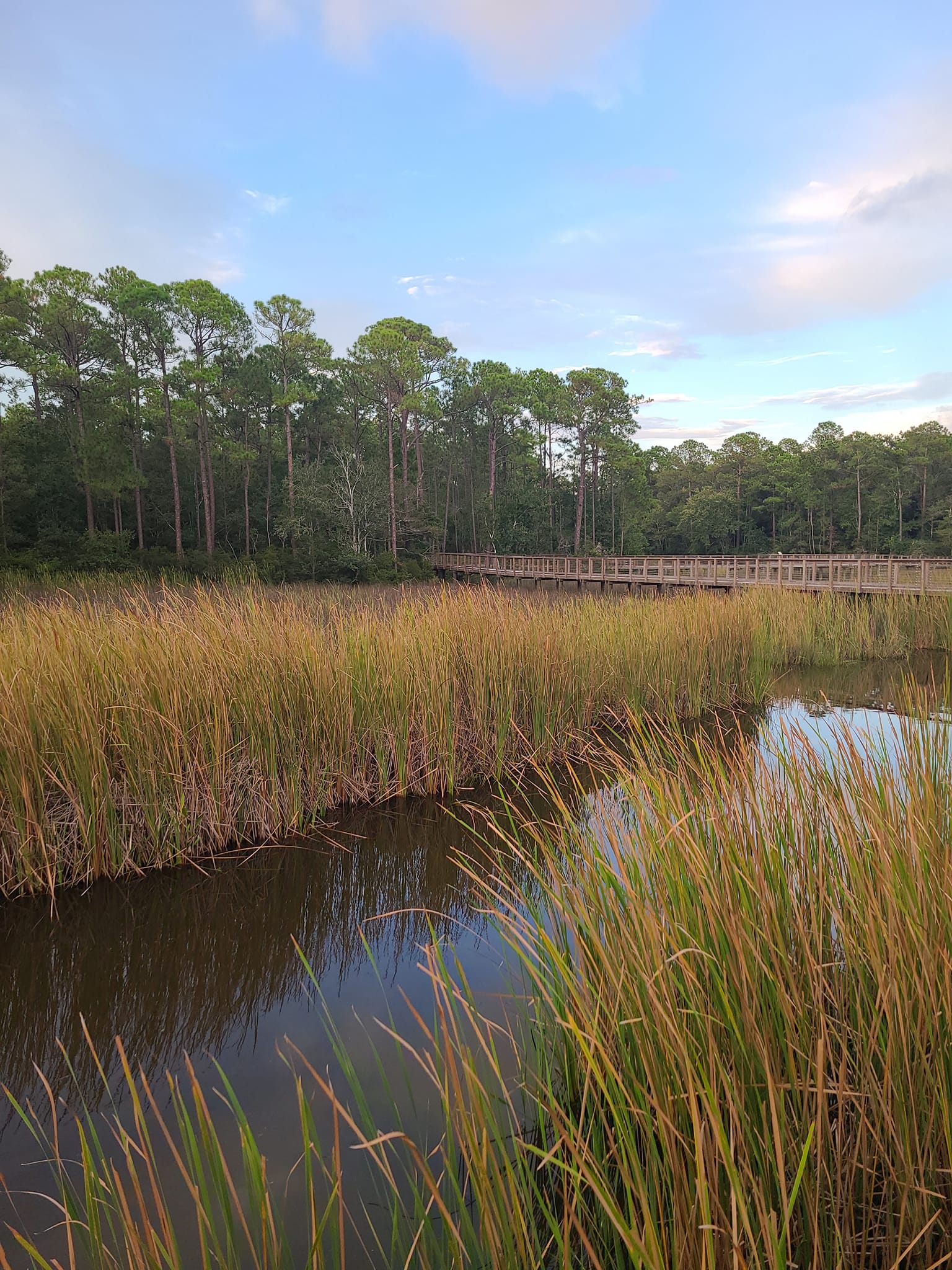 Shepard State Marshwalk - Shepard State Park