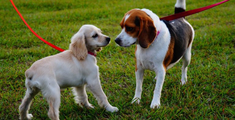 Home - Shepard State Park